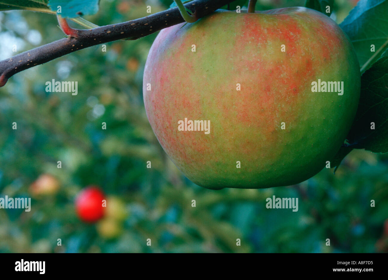 Apple farm, Friedrichshafen Baden-Wuerttemberg Germany Stock Photo - Alamy