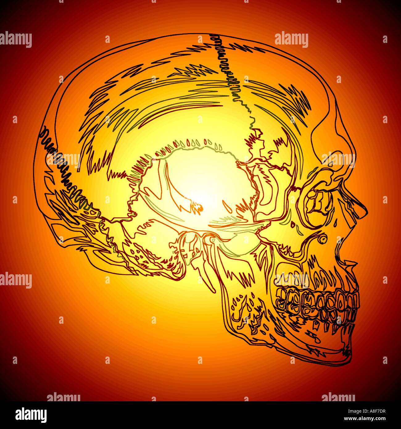 x-ray of human skull with color code viewed as line drawing Stock Photo ...