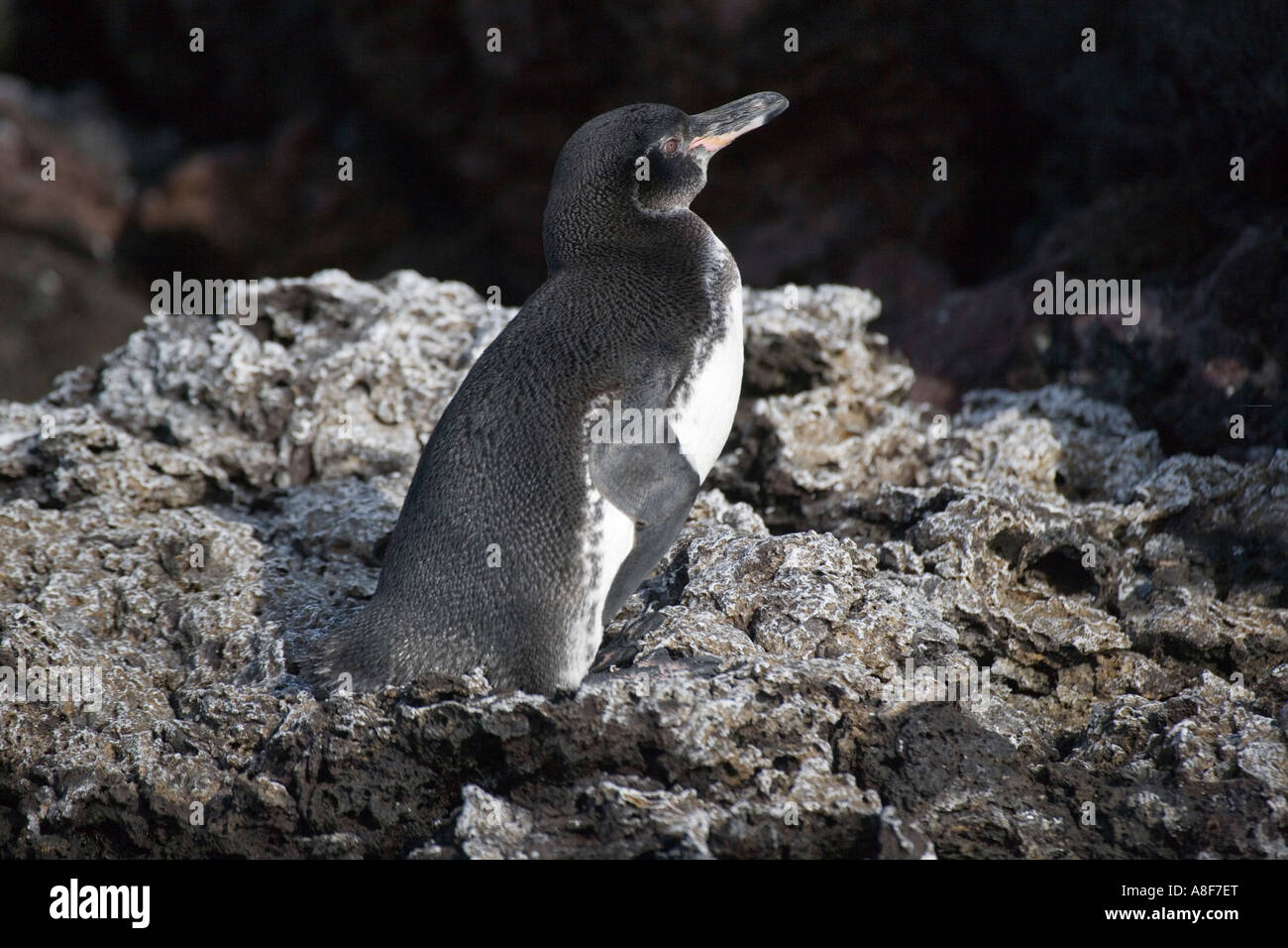 Galapagos penguin Spheniscus mendiculus Stock Photo - Alamy