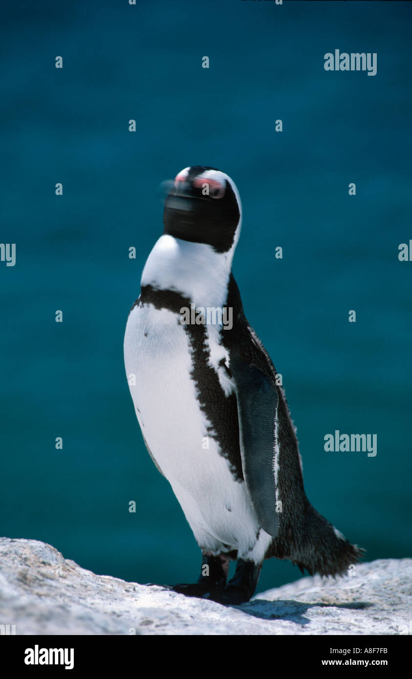 African Jackass Penguin (Spheniscus demersus) shaking his head ...