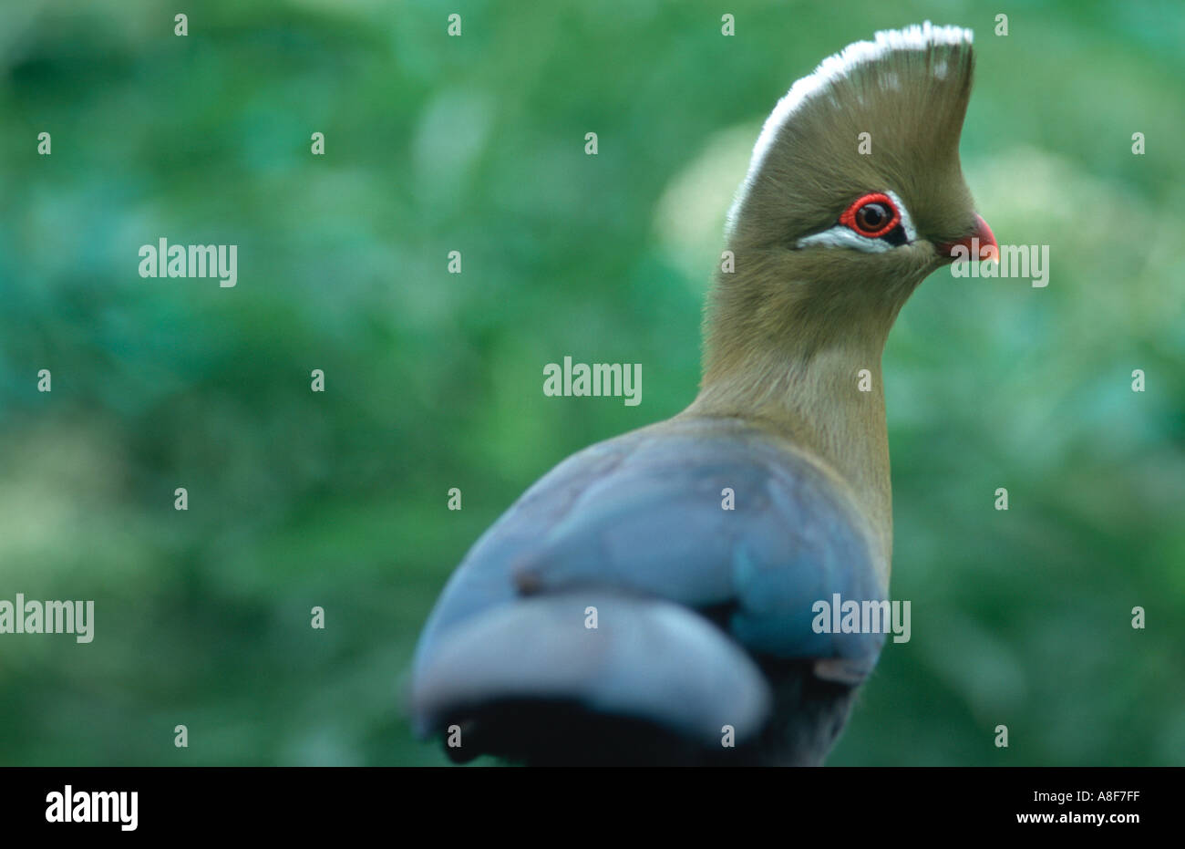 Captive Knysna Lourie or Turaco (Tauraco corythaix) Bird farm George ...