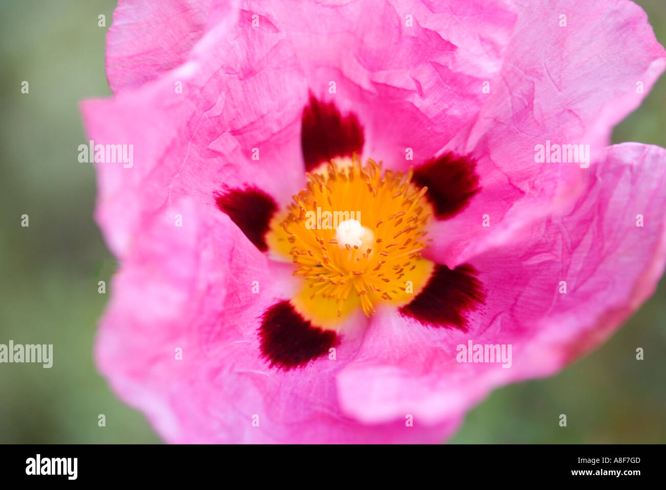 Cistus cistaceae Rock Rose Stock Photo - Alamy