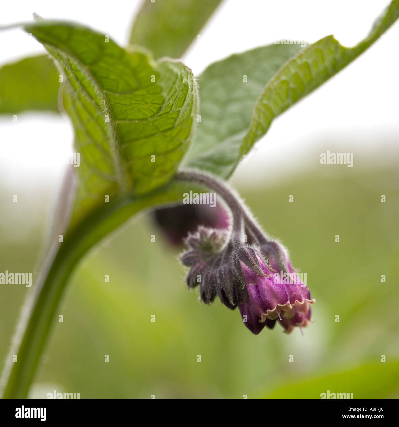 Common Comfrey Symphytum officinale Stock Photo - Alamy