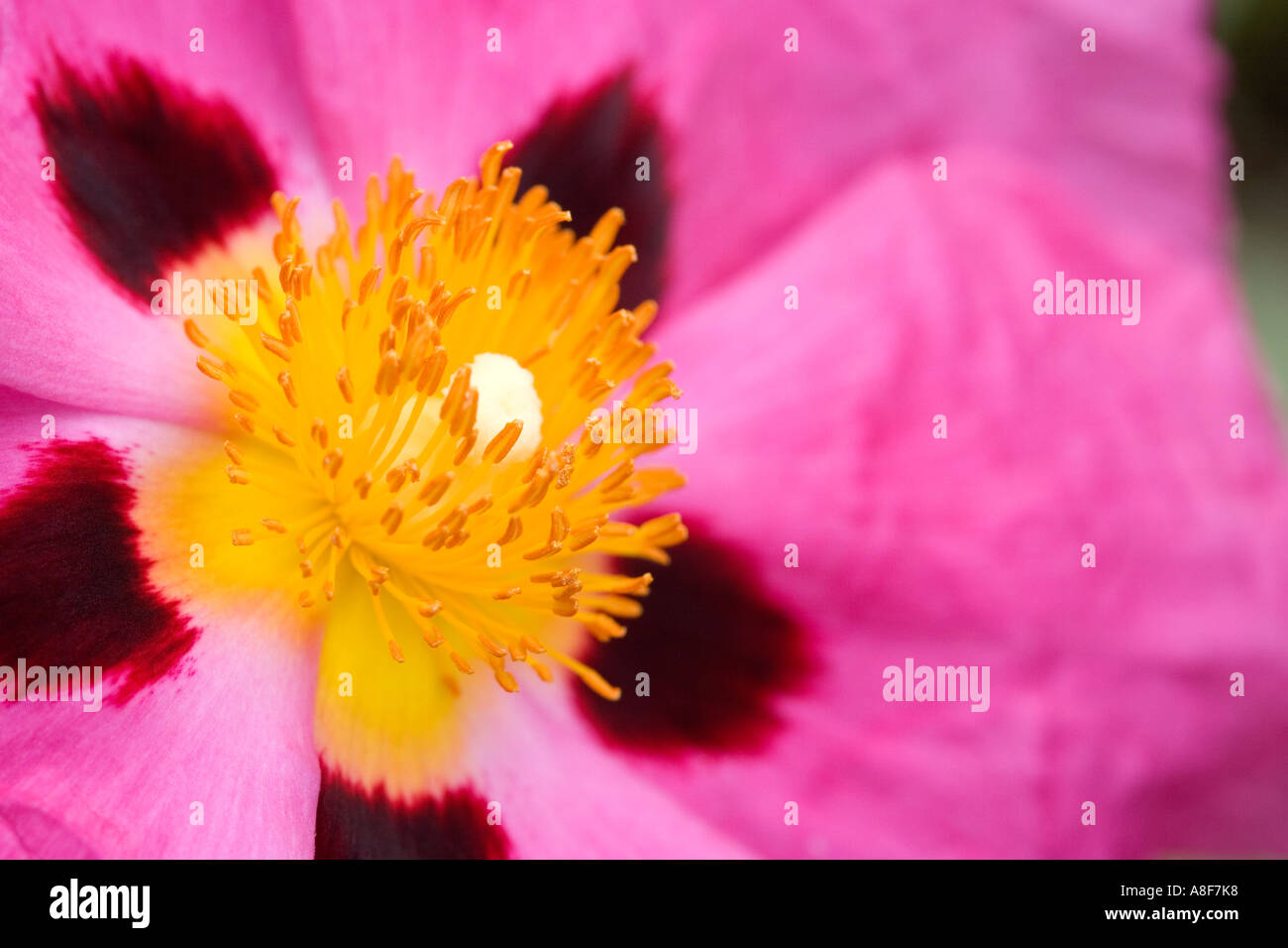 Cistus cistaceae Rock Rose Stock Photo - Alamy