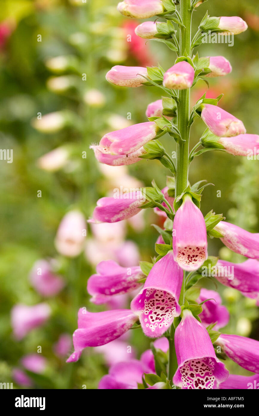 Biennial foxgloves hi-res stock photography and images - Alamy