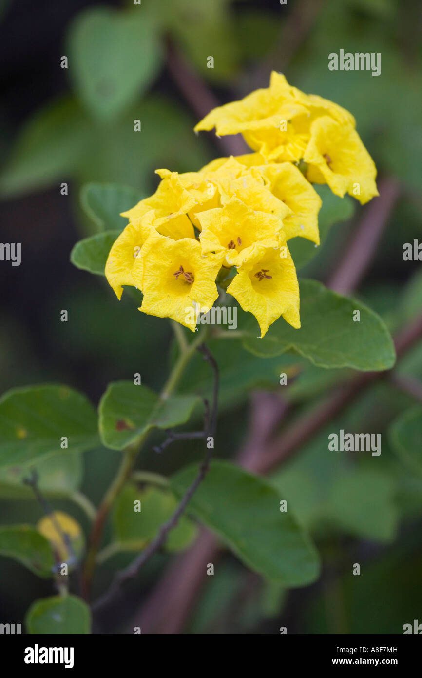 Yellow cordia hi-res stock photography and images - Alamy