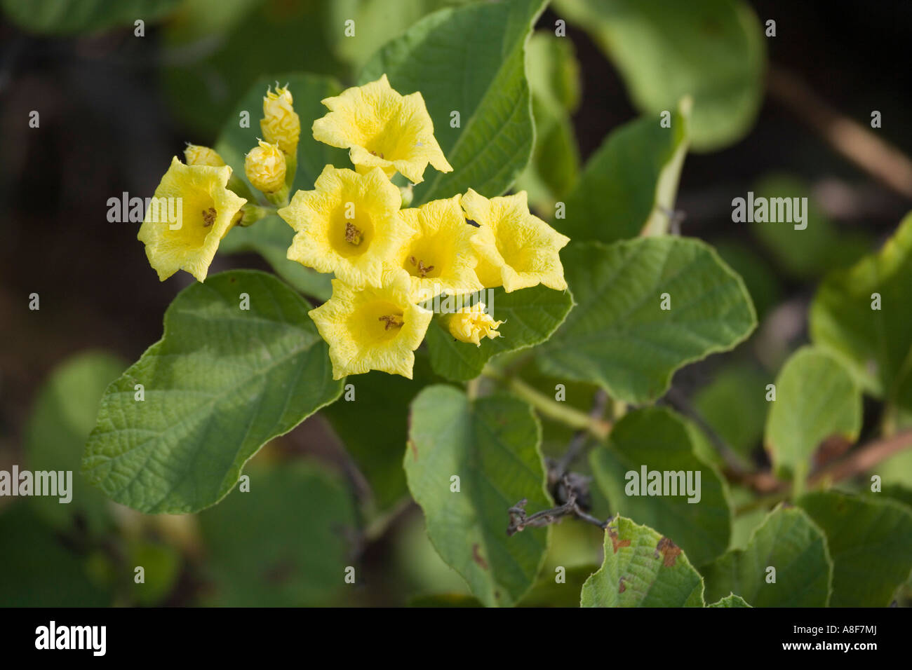 Yellow cordia hi-res stock photography and images - Alamy