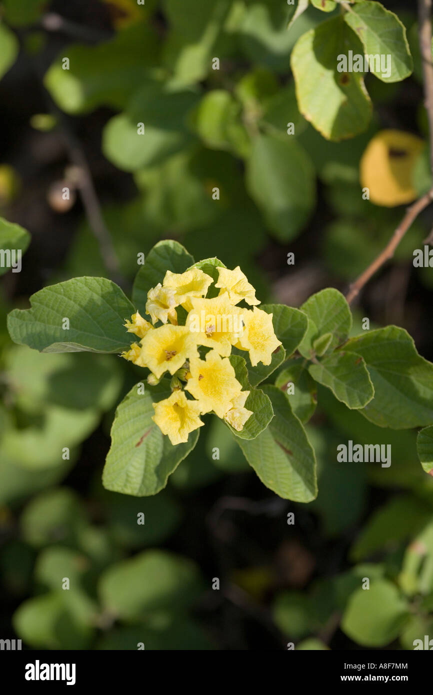 Yellow cordia hi-res stock photography and images - Alamy