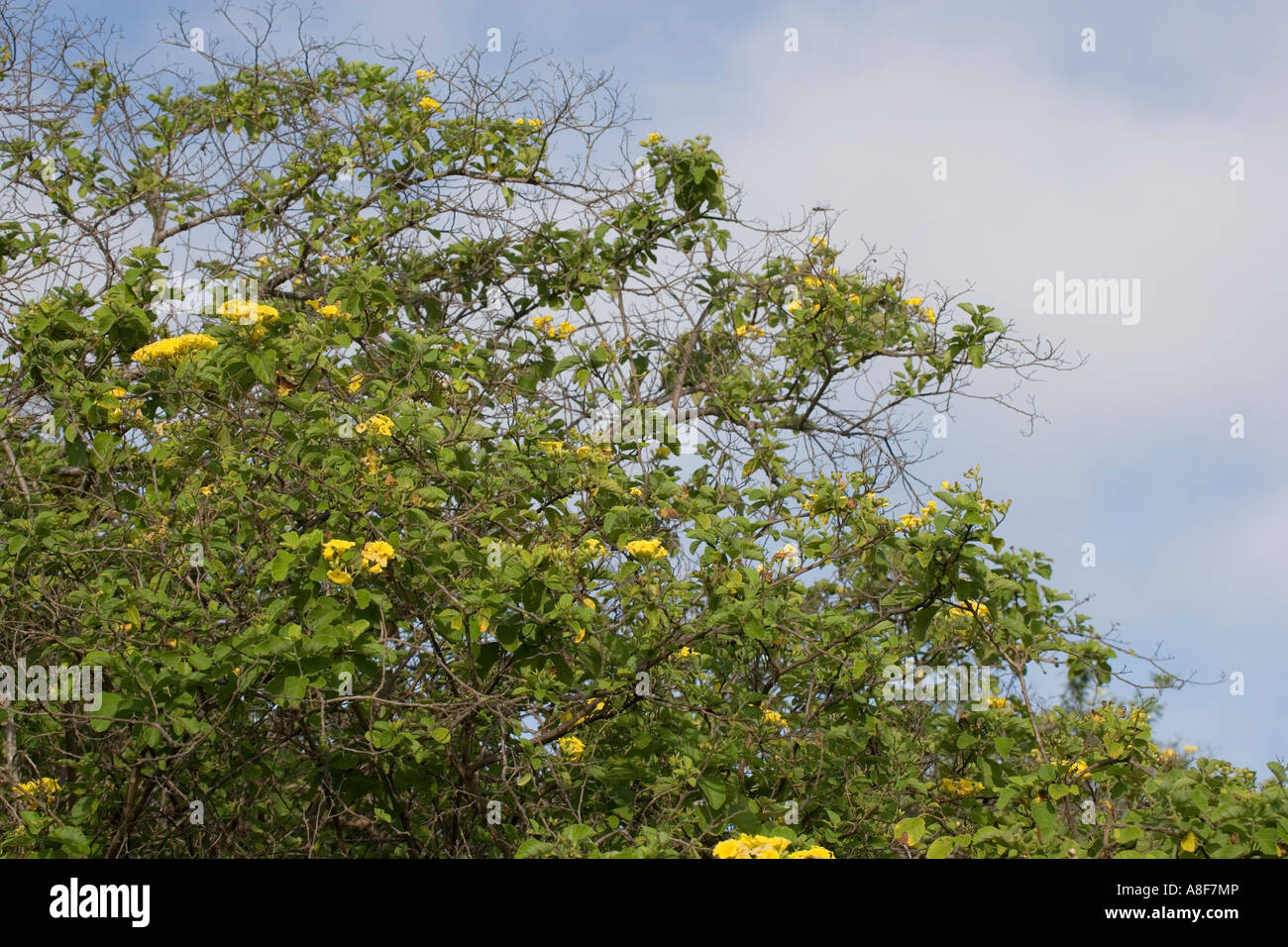 Yellow cordia hi-res stock photography and images - Alamy