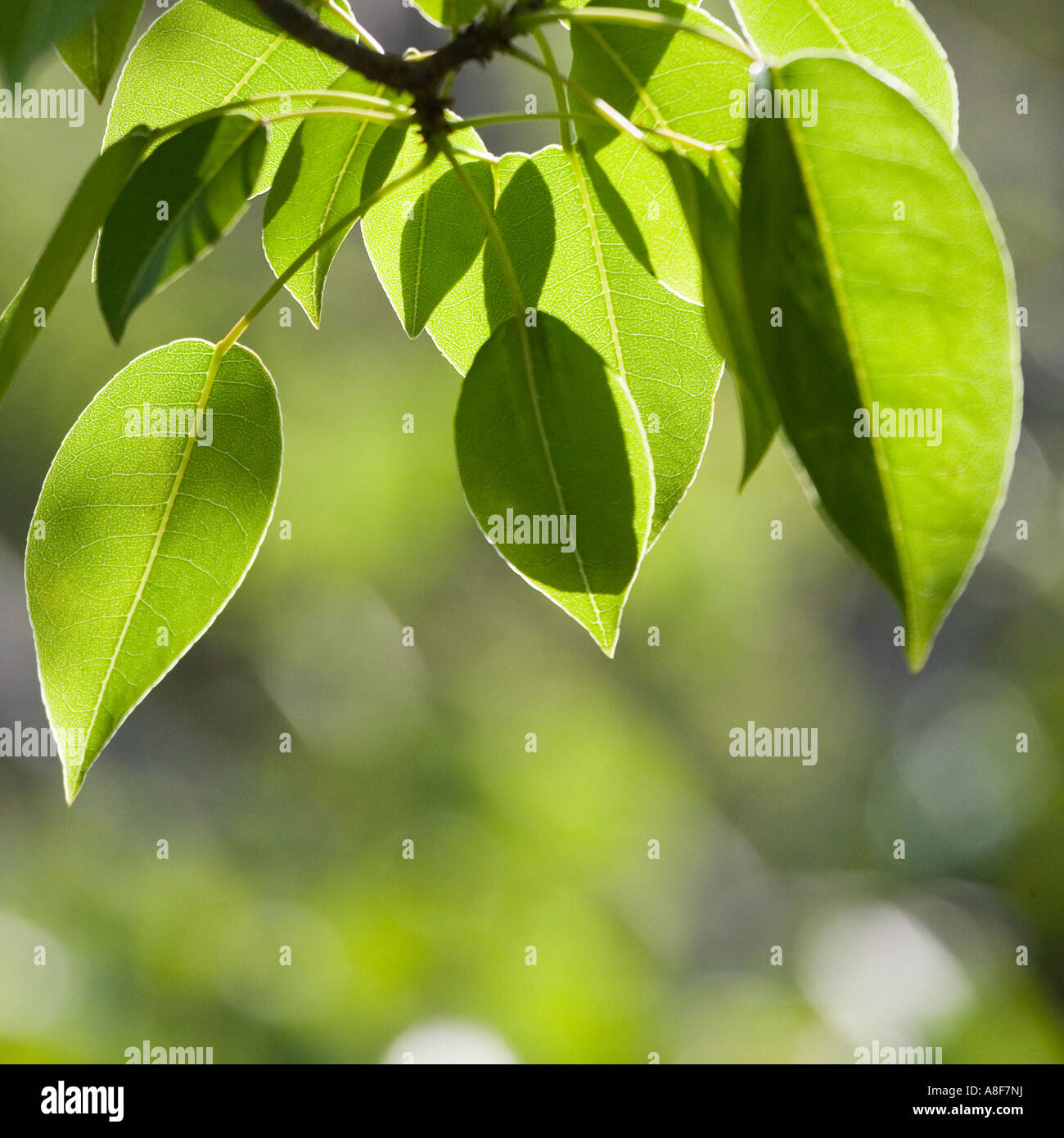 Leaves intercepting sunlight for Photosynthesis Stock Photo - Alamy
