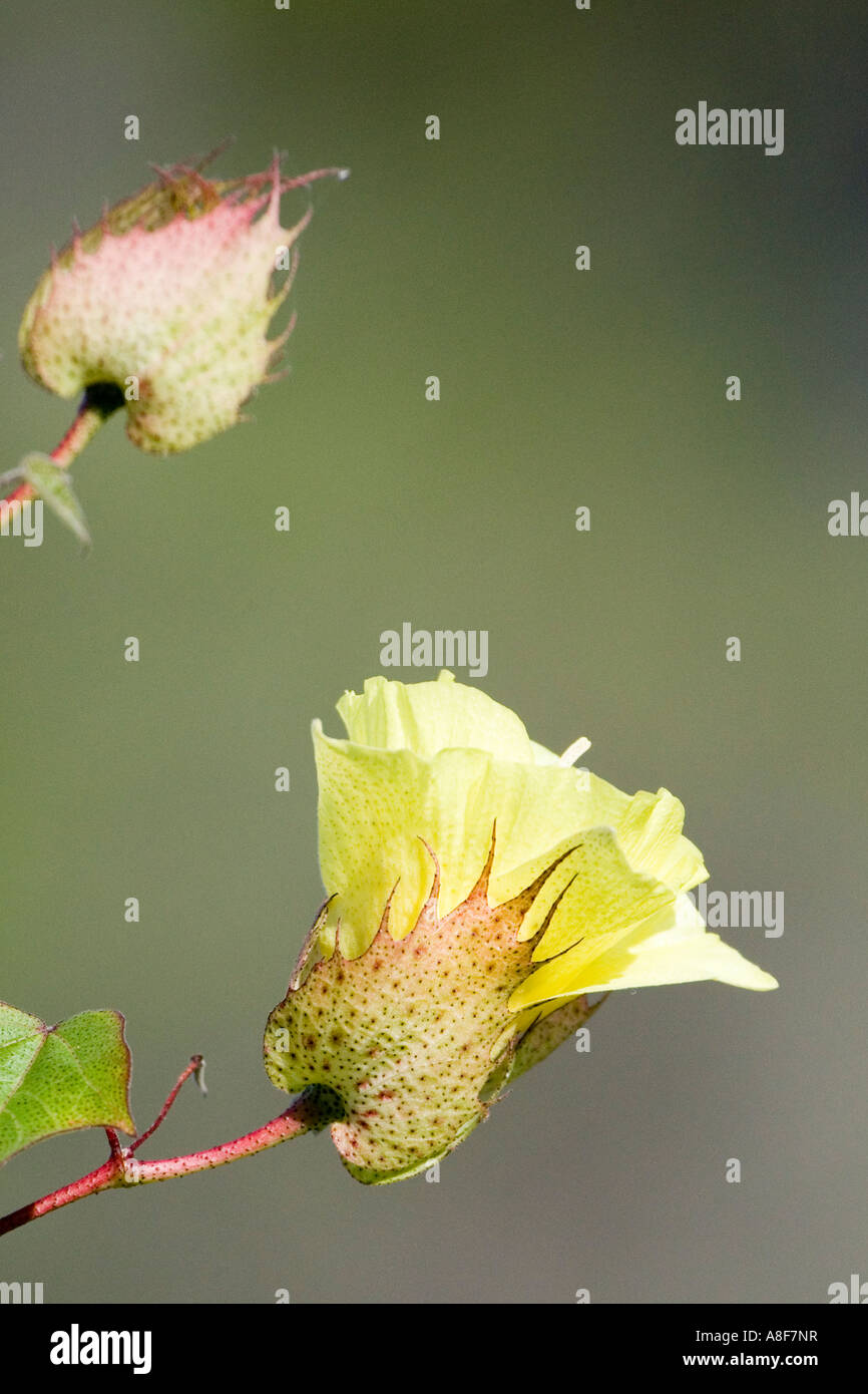 An endemic flower the Galápagos Cotton Gossypium darwinii Stock Photo ...