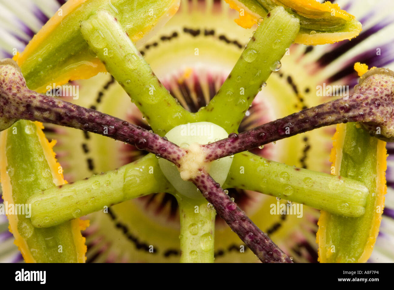 Passion Flower detail Stock Photo - Alamy