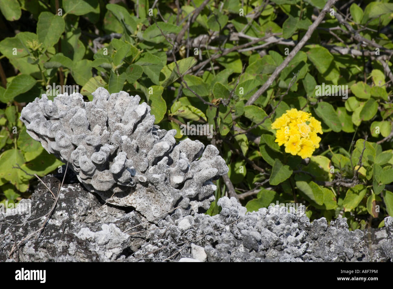Coral head with Yellow Cordia Stock Photo - Alamy
