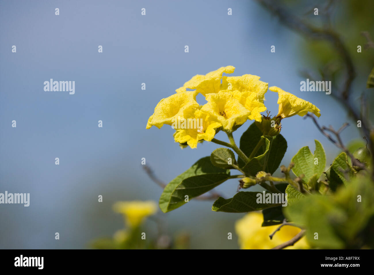 Cordia High Resolution Stock Photography and Images - Alamy