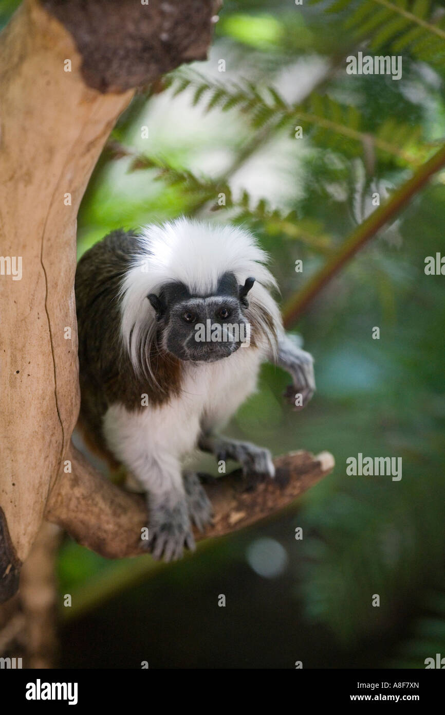 Monkey in tree top hi-res stock photography and images - Alamy