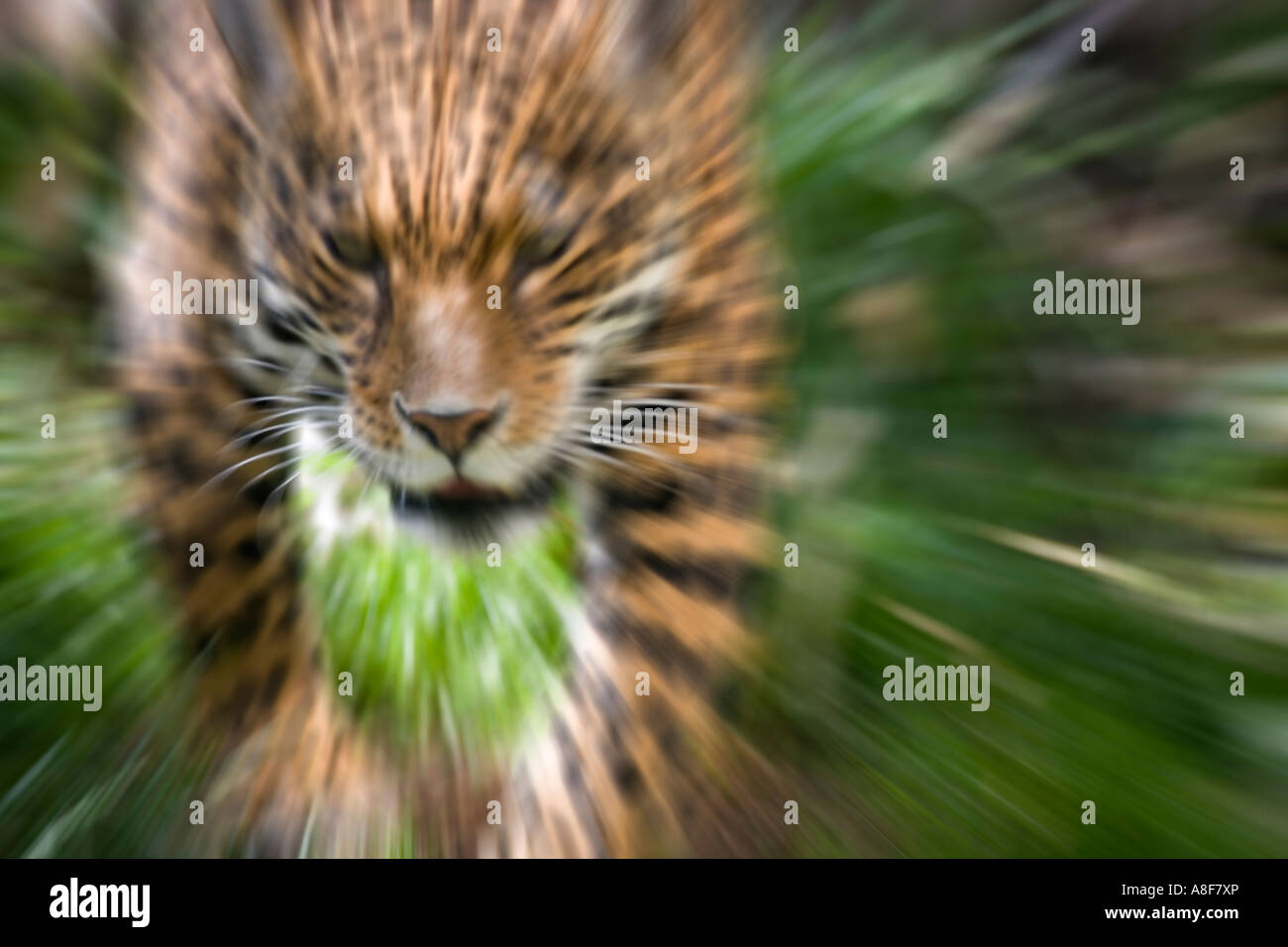 Creative images of moving Jaguar Panthera onca the supreme land ...