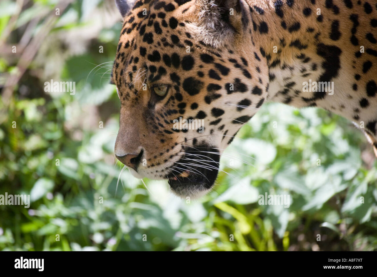 Jaguar Panthera onca the supreme land predator of South and Central ...