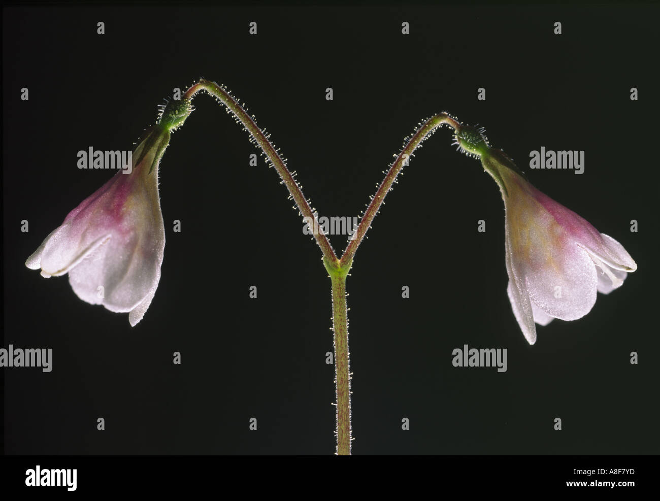 Twinflower hi-res stock photography and images - Alamy