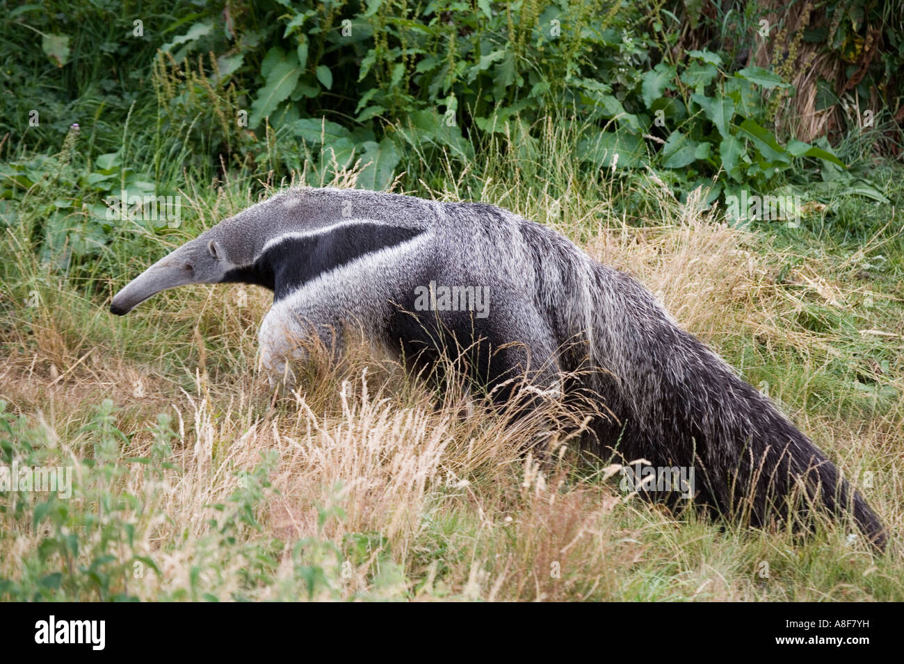 Giant anteater Myrmecophaga tridactyla Stock Photo - Alamy