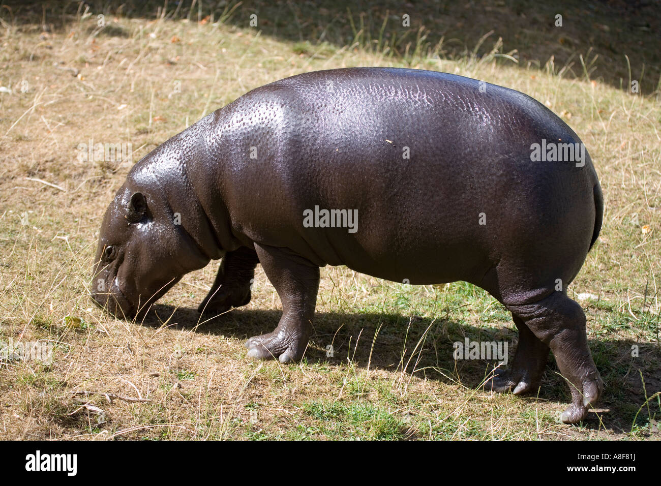 pygmy hippo at Edinburgh Zoo Scotland UK Stock Photo - Alamy