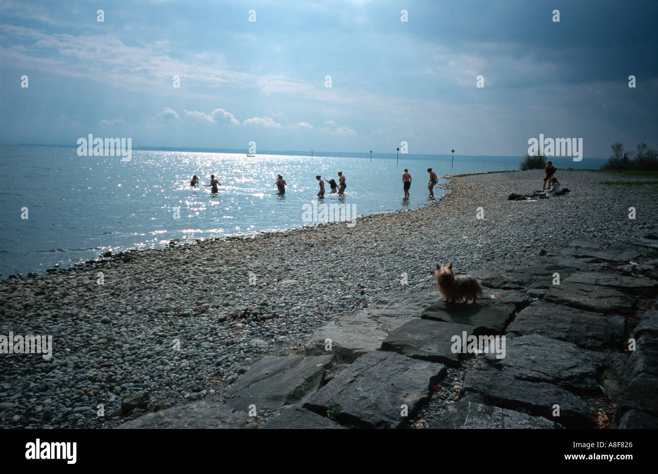 Dog watching people bathing, Lake Constance (Bodensee) Fischbach Baden ...