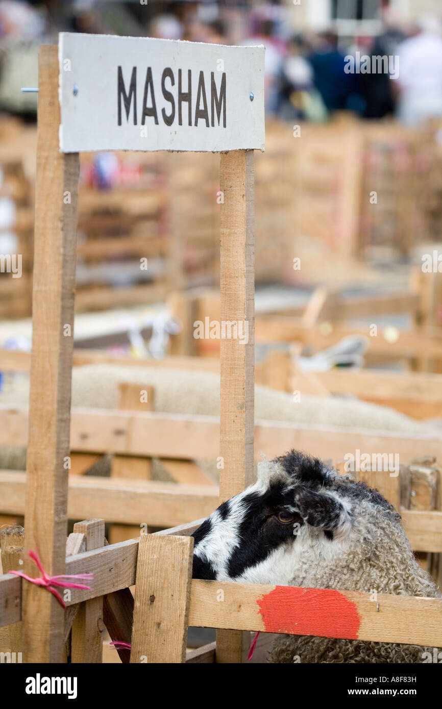Masham sheep hi-res stock photography and images - Alamy