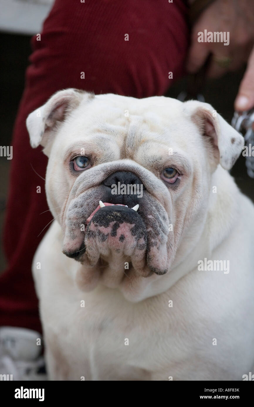 Face of a bulldog Stock Photo - Alamy