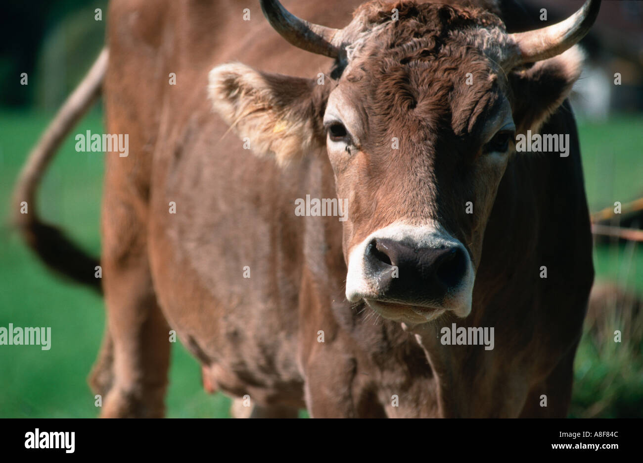Germany farm cow hi-res stock photography and images - Alamy