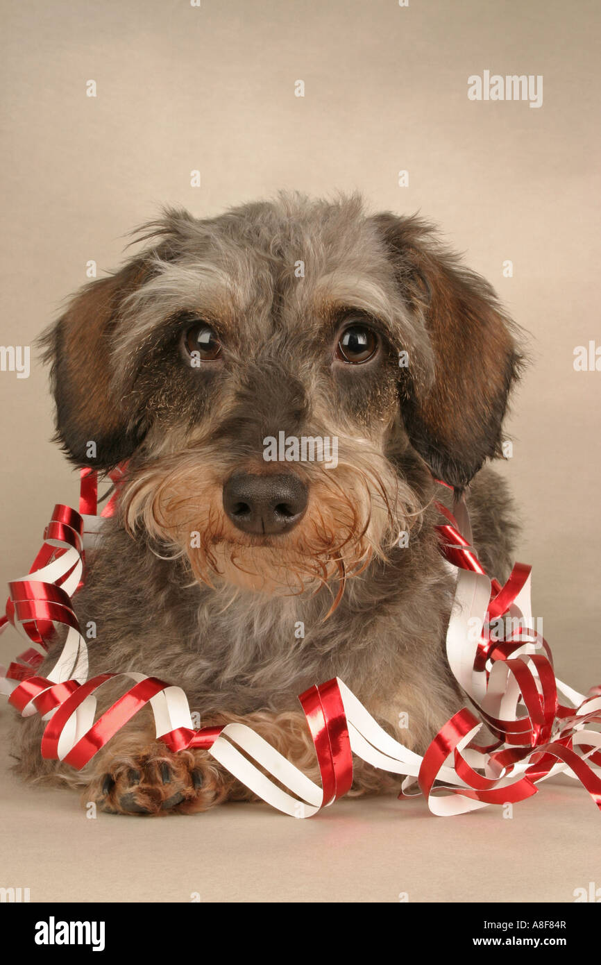 "Dachshund" dog wearing a [red and white] [Party Streamer] around its ...