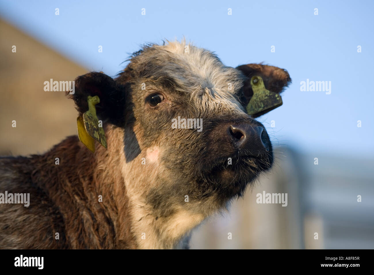 Calf heath hi-res stock photography and images - Alamy
