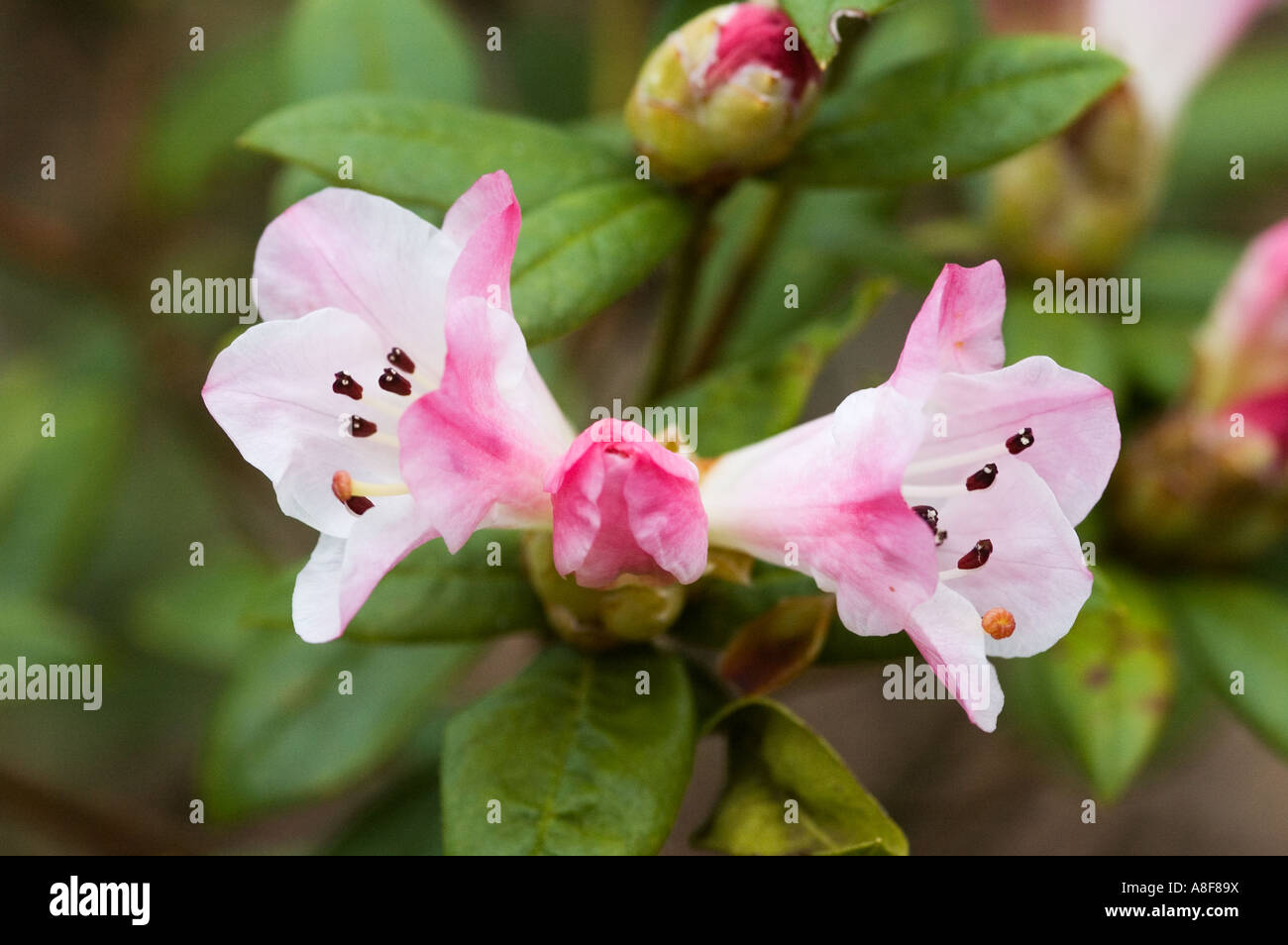 Wisley gardens group hi-res stock photography and images - Alamy