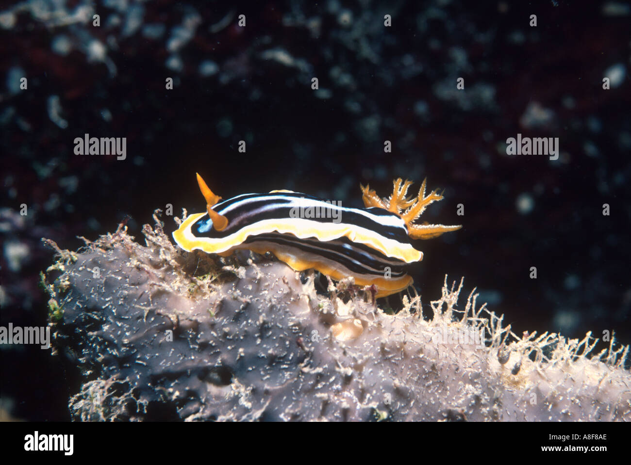 Chromodoris Quadricolor Stock Photos & Chromodoris Quadricolor Stock ...