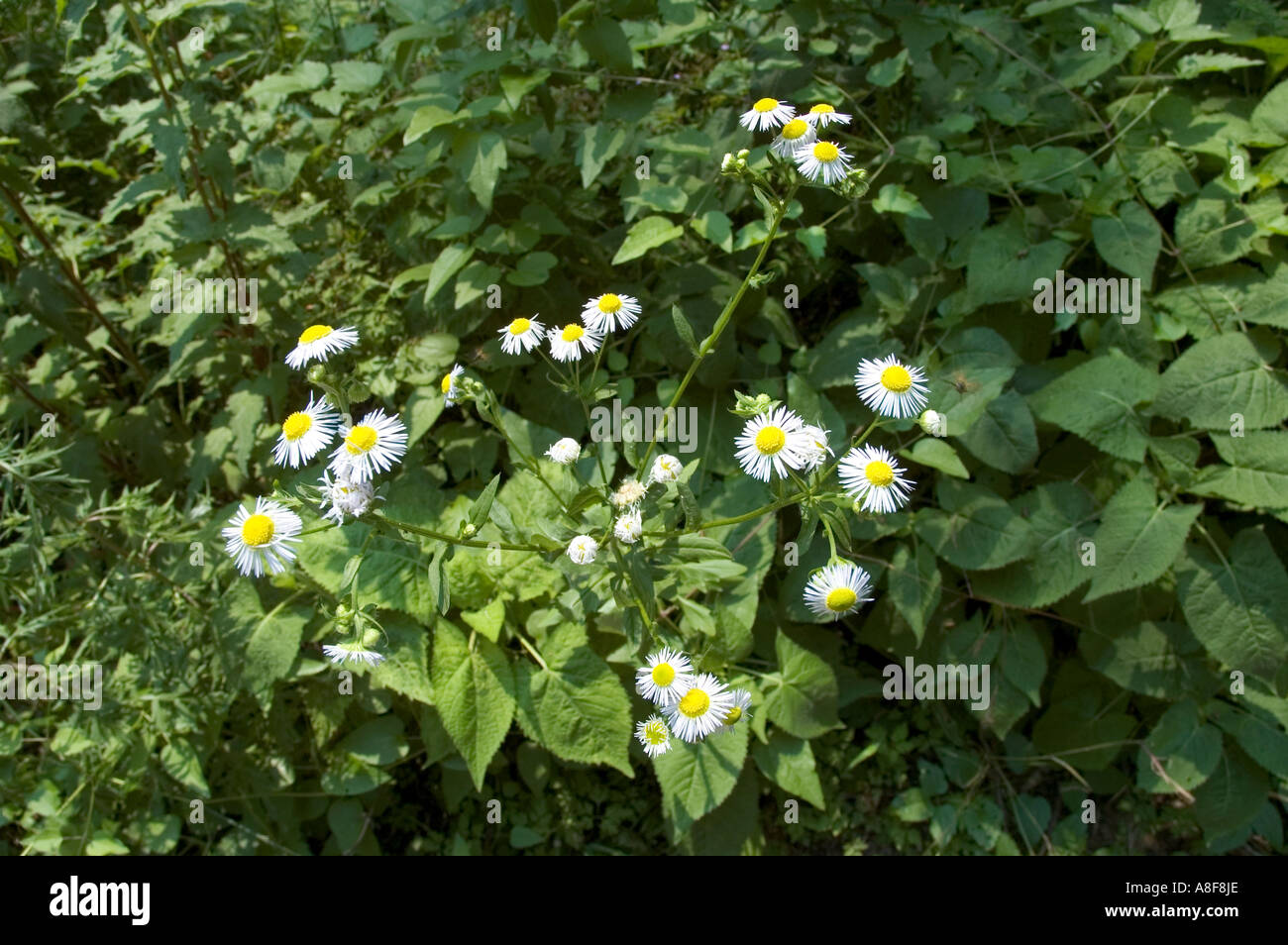 Daisies daisy little field chrysanthemum leucanthemum moonflower hi-res ...