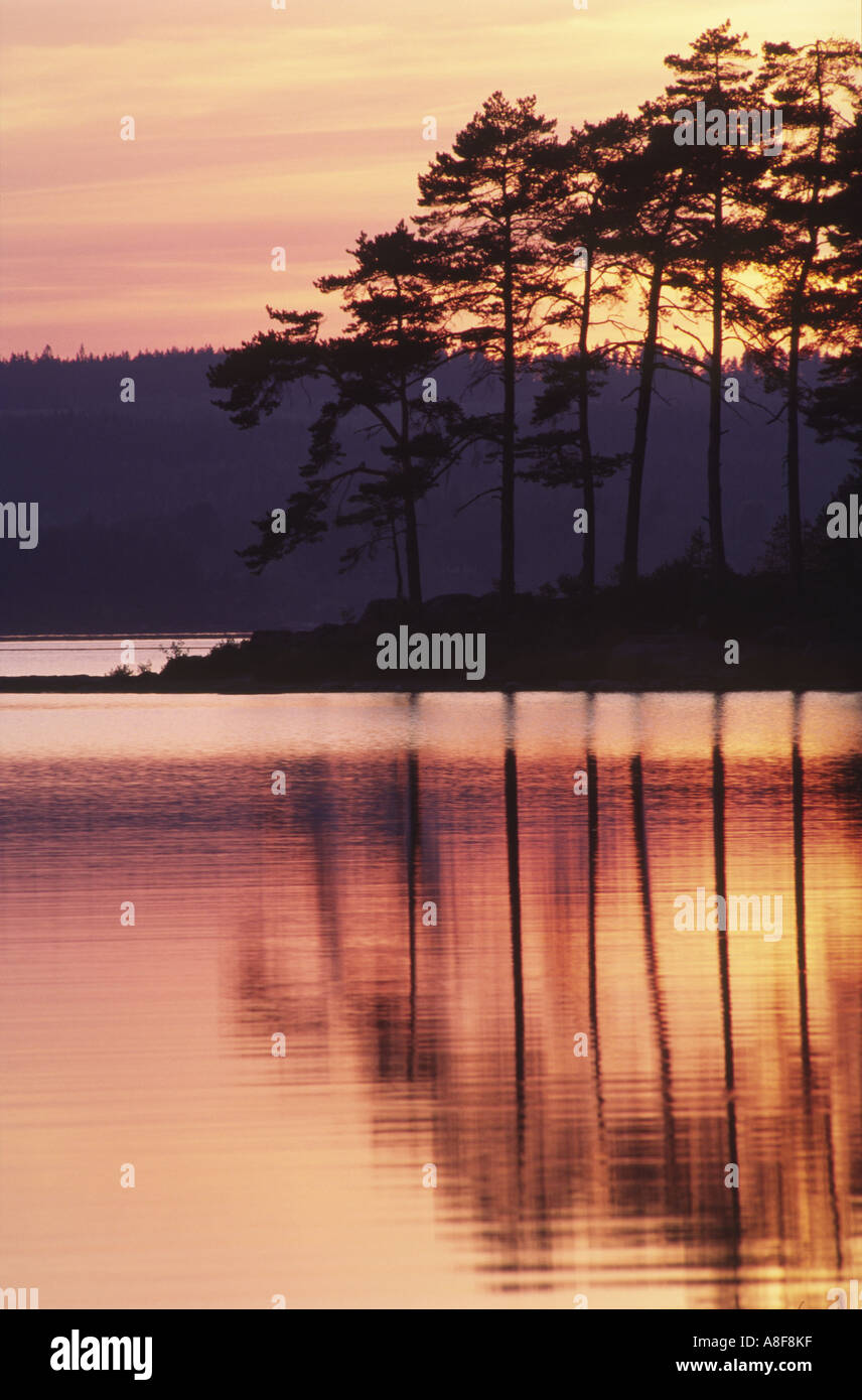 Tree reflection in water Stock Photo - Alamy