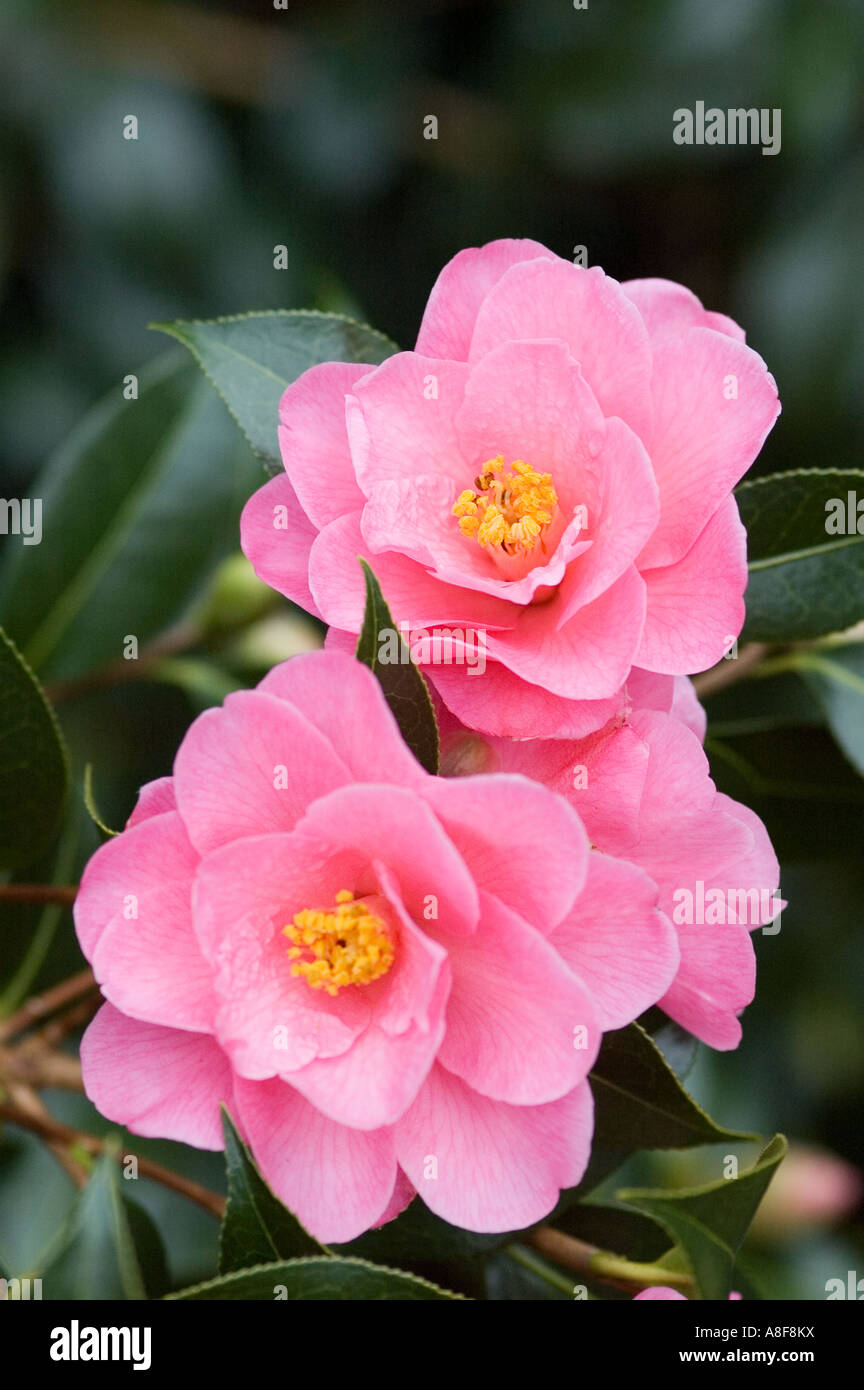 Camellia daintiness hi-res stock photography and images - Alamy