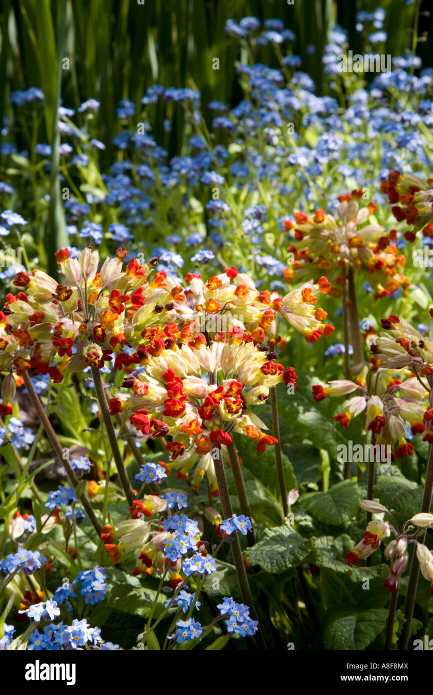 Primulaceae hi-res stock photography and images - Alamy