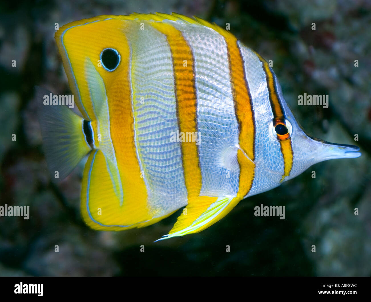 Marine butterflyfish long nose hi-res stock photography and images - Alamy