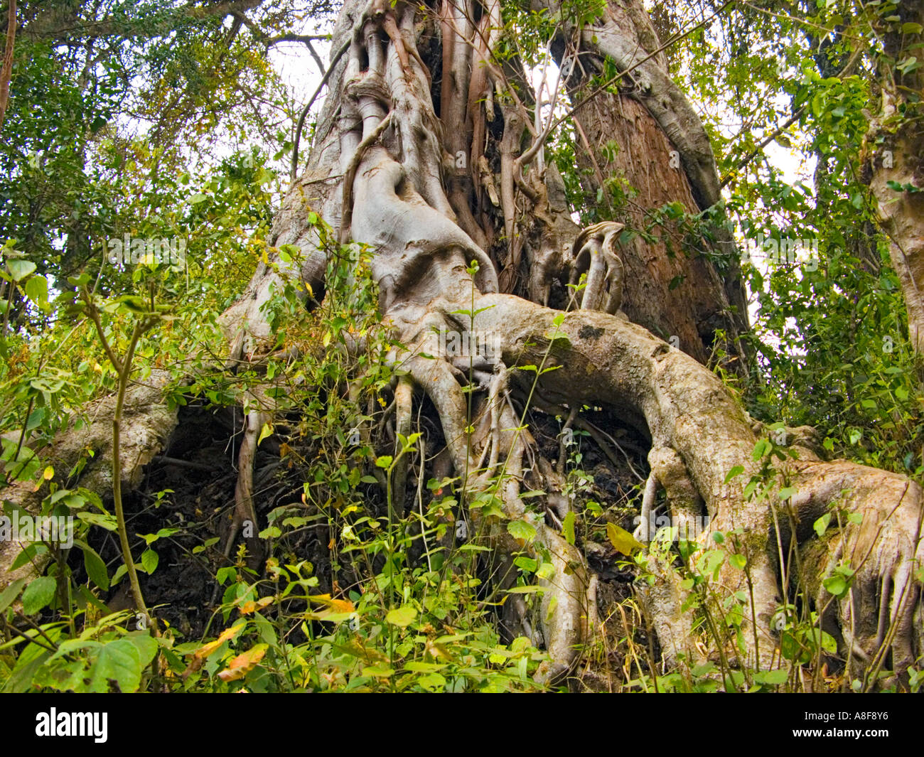 JUNGLE The dry river bed riverbed river bottom of NALEMORU RIVER ...