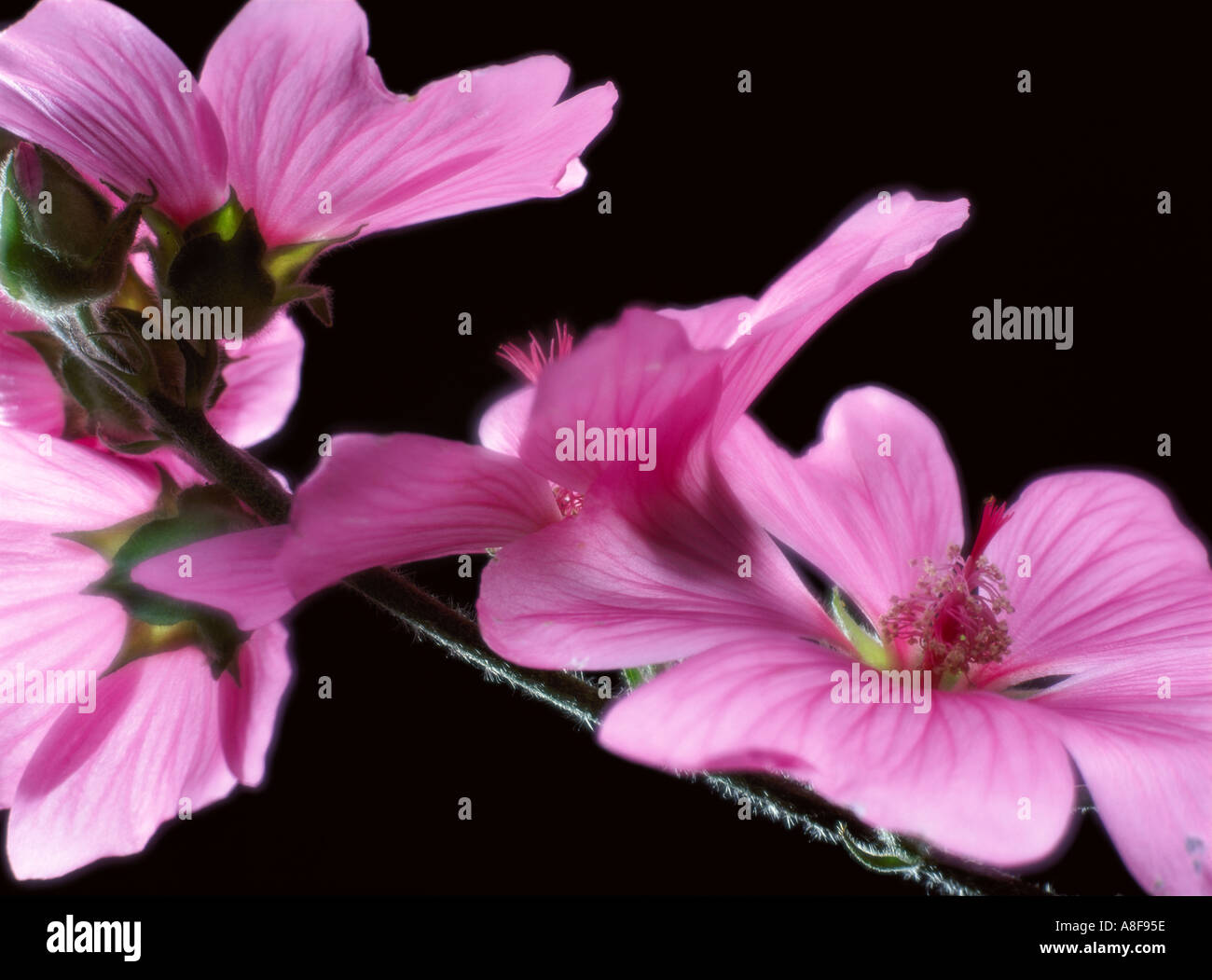 Flowers of Tree Mallow Lavatera olbia against dark background Stock ...