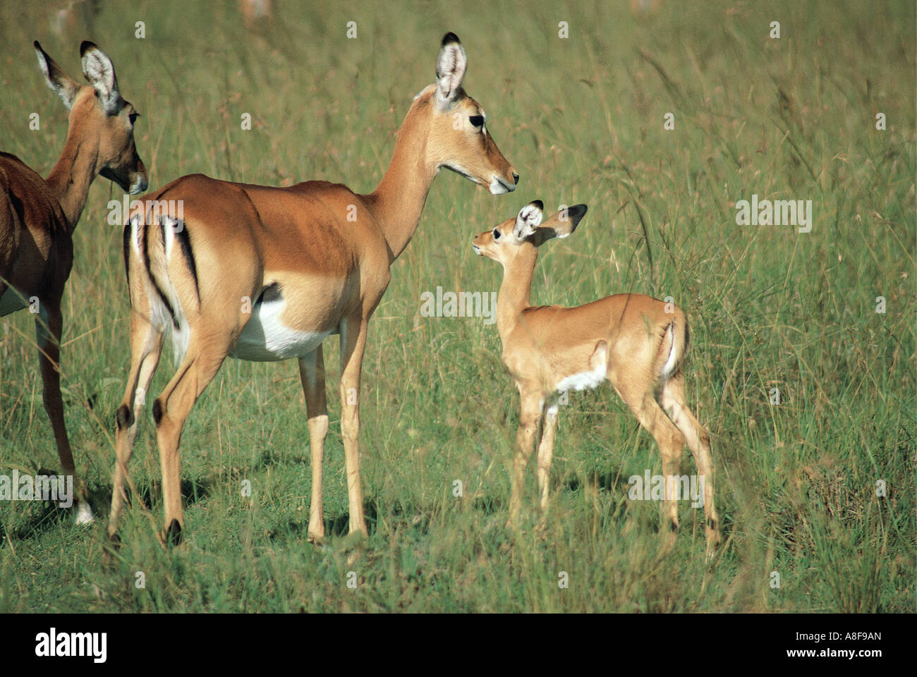 Female Impala with baby Masai Mara National Reserve Kenya Stock Photo ...