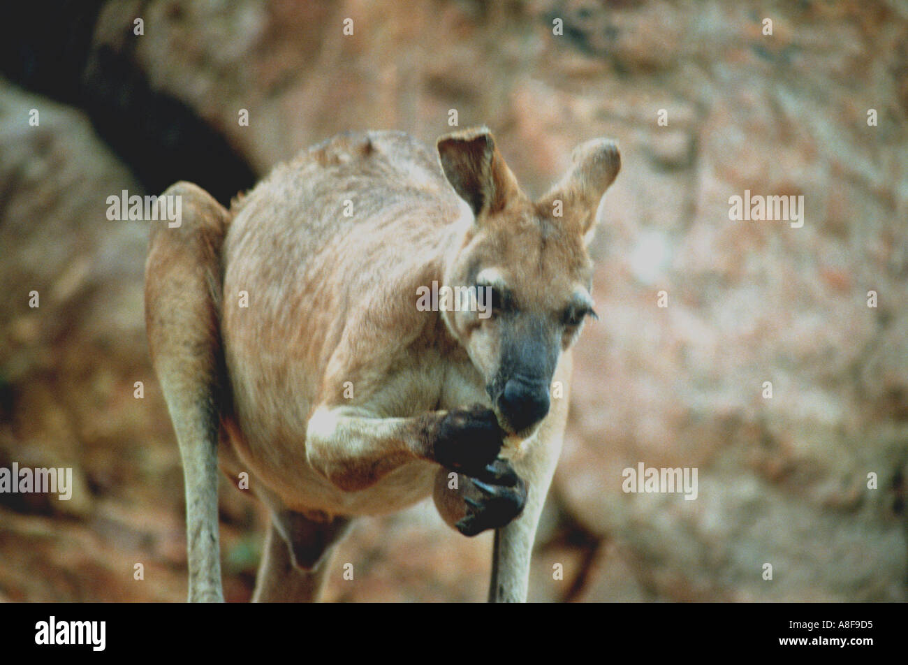Rock kangaroo in North West Australia Stock Photo - Alamy
