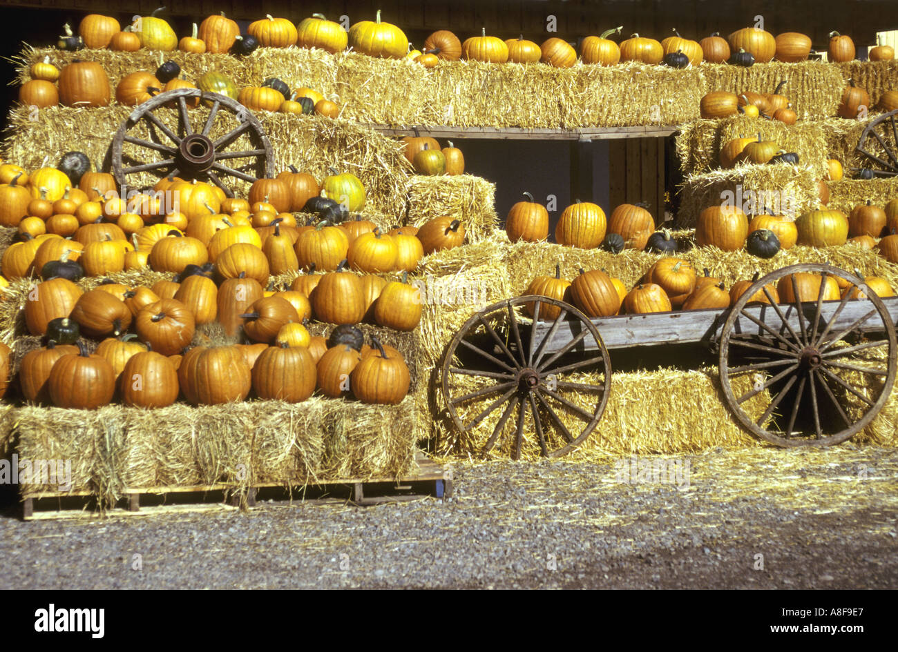 Pumpkin display cart in Canada Stock Photo - Alamy