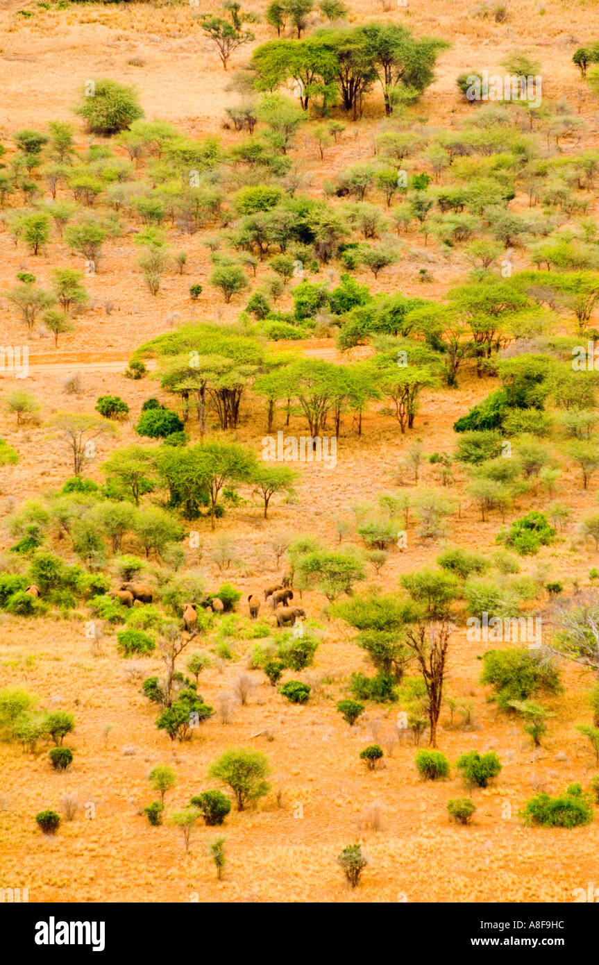 The famous red elephant elefant of TSAVO WEST red-dusted reddust dusty ...