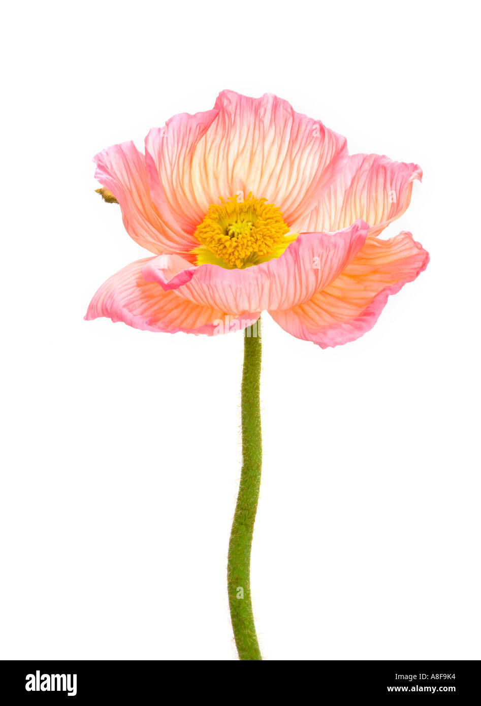 big great poppy flower blossom Papaver Stock Photo - Alamy