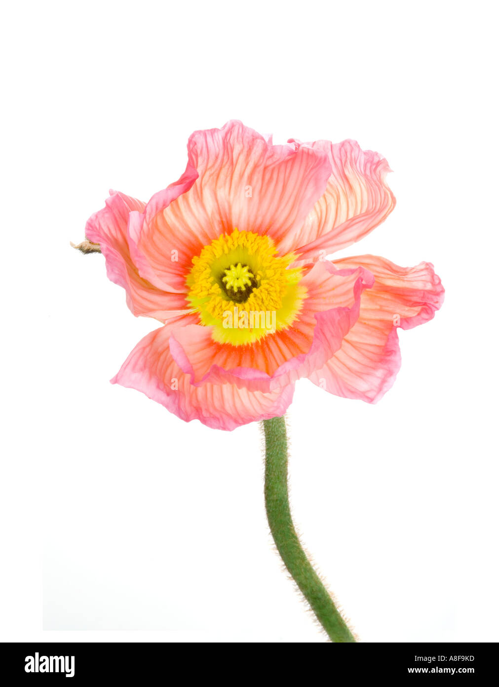 One poppy flower on hi-res stock photography and images - Alamy