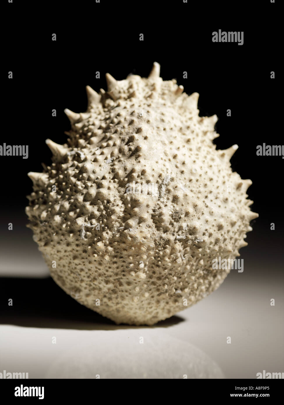 Black and white shell hi-res stock photography and images - Alamy
