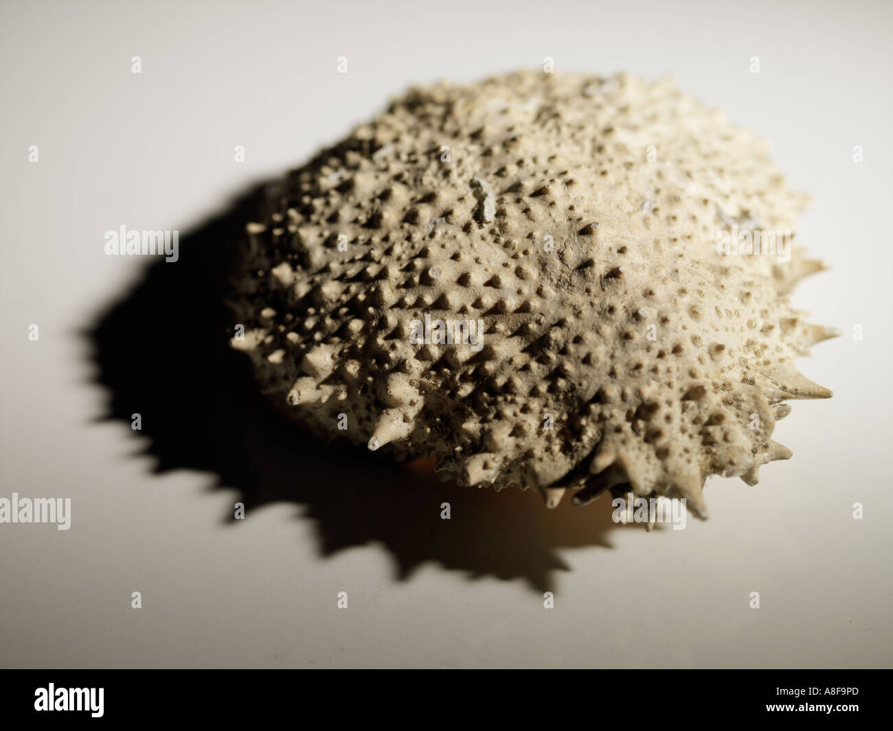 shell, particularly, close up, white background, bits, sandy, hard ...