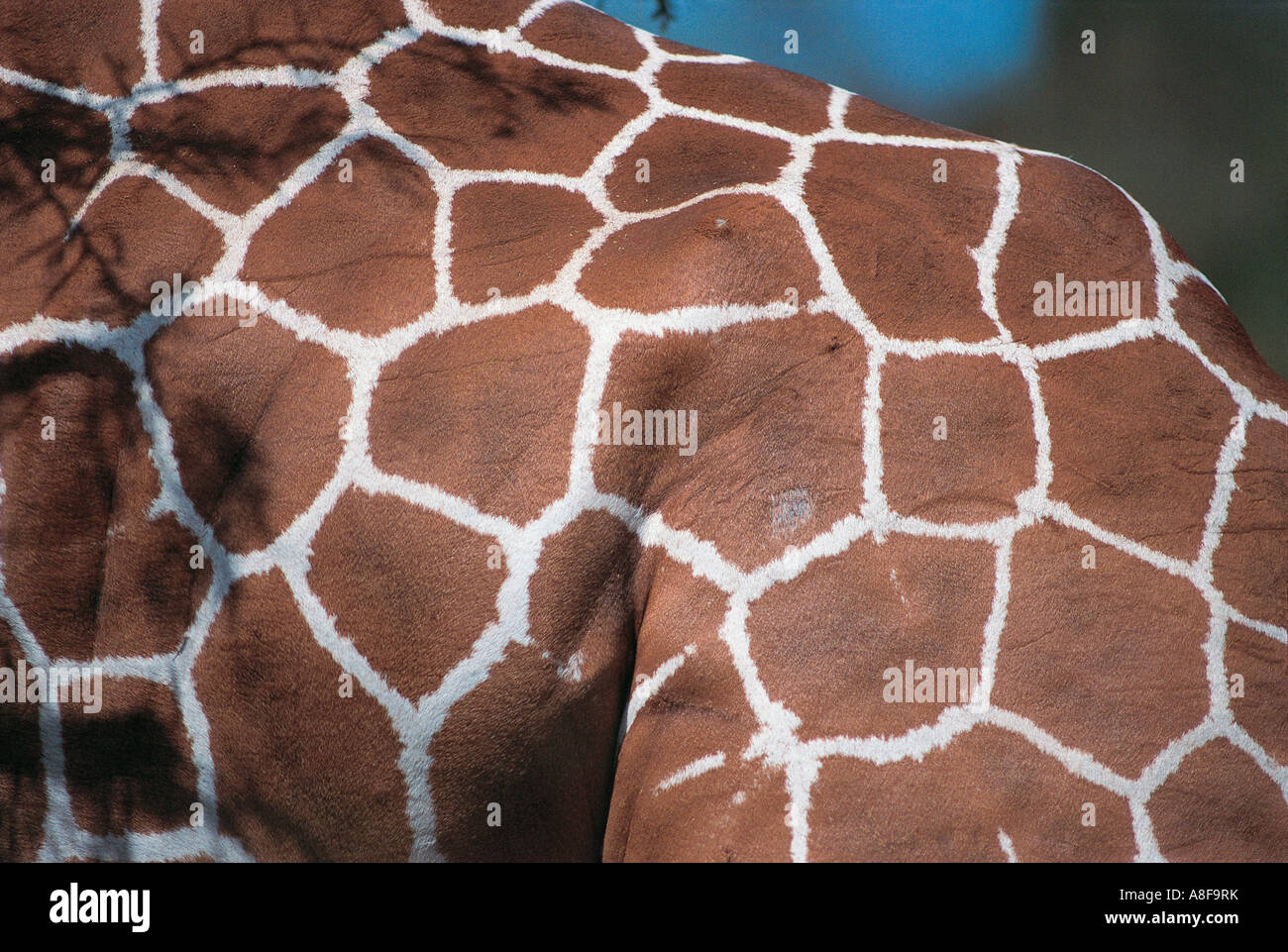 Close up of Reticulated Giraffe markings Samburu National Reserve Kenya ...