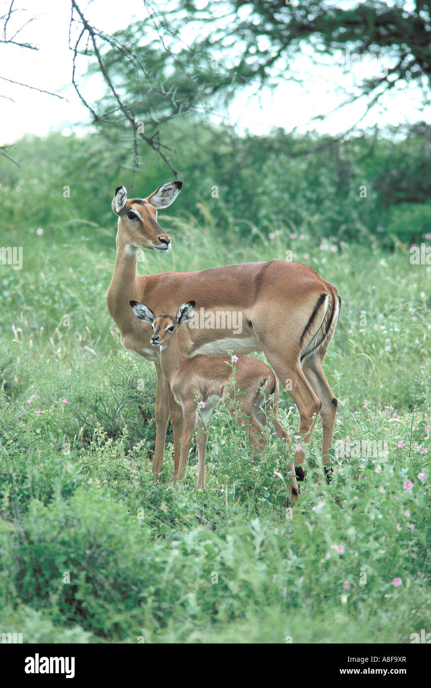 Female Impala and baby Samburu National Reserve Kenya Stock Photo - Alamy