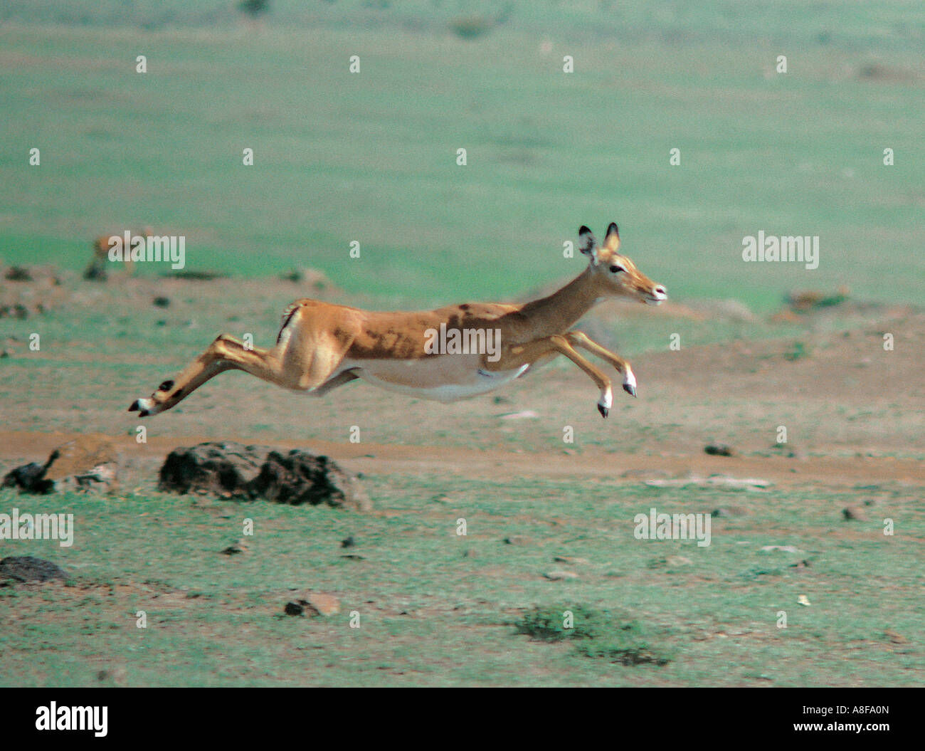 Female Impala leaping Masai Mara National Reserve Kenya Stock Photo - Alamy